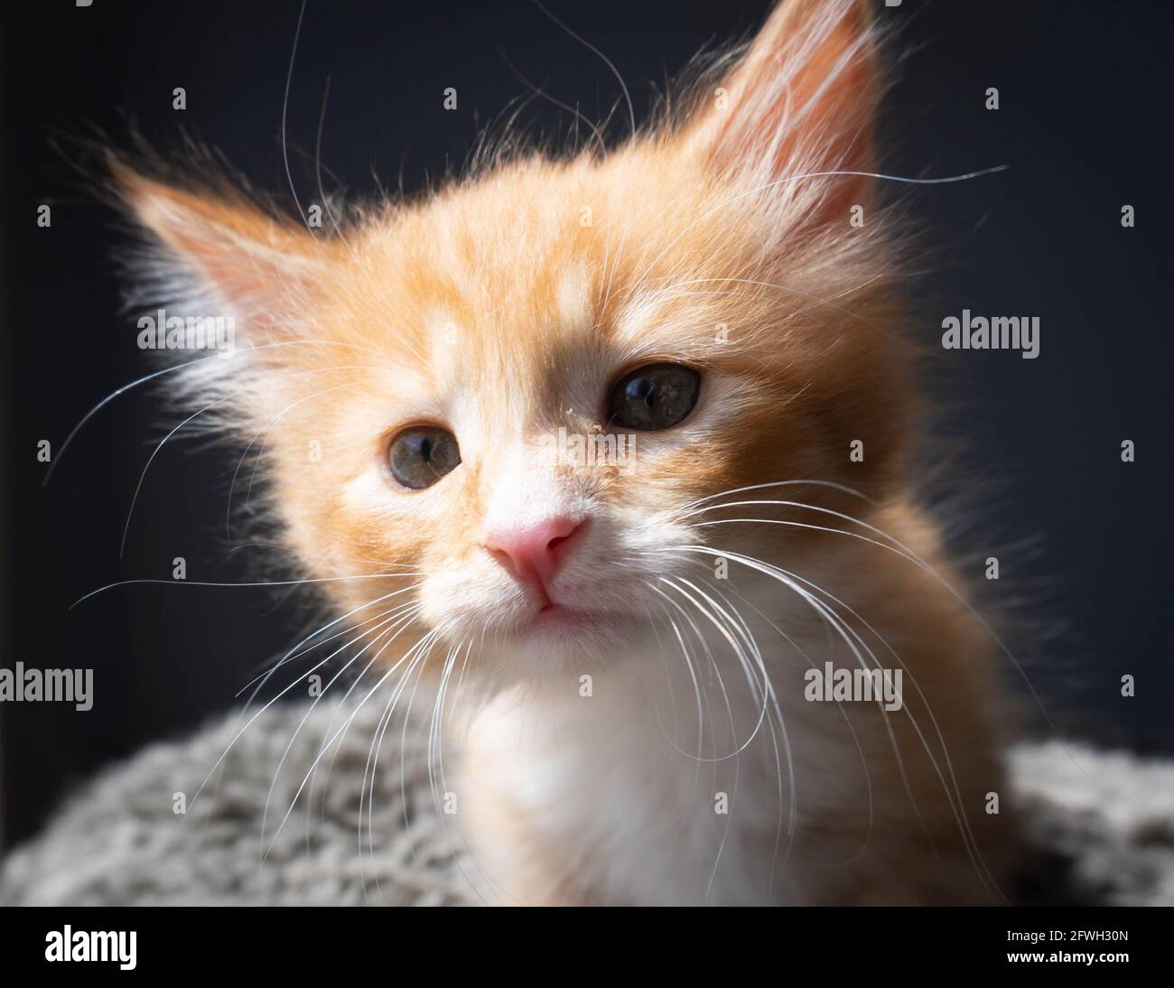 An orange and white ginger kitten -- 7 weeks old -- poses on a fluffy ...