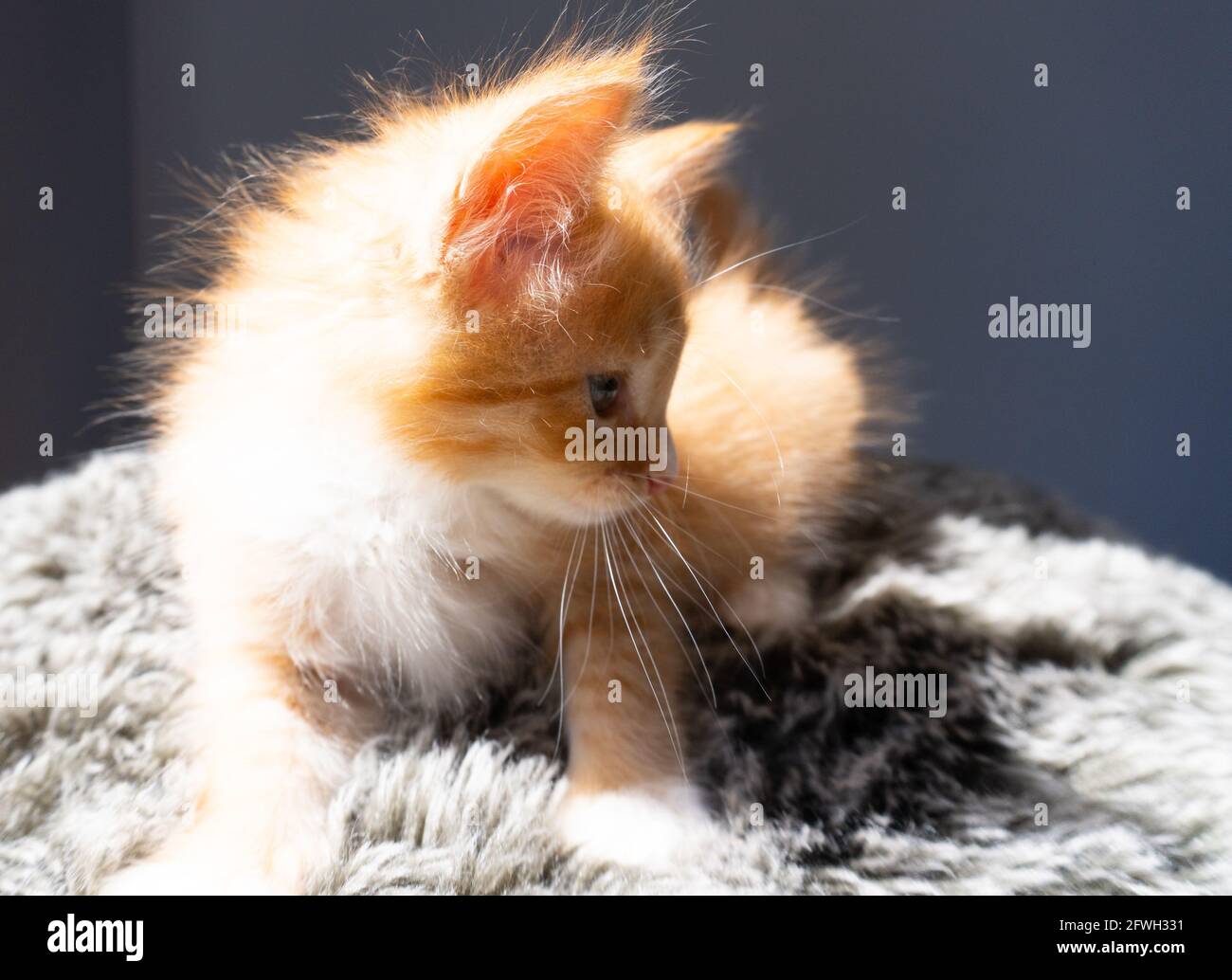 An orange and white ginger kitten -- 7 weeks old -- poses on a fluffy ...