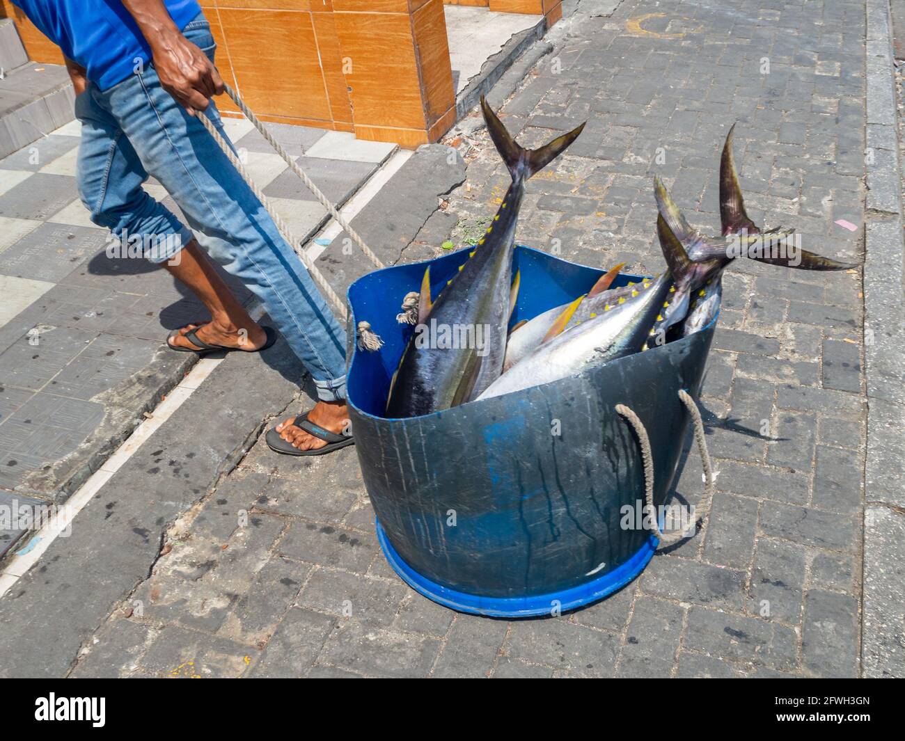 Male maldives red snapper hi-res stock photography and images - Alamy