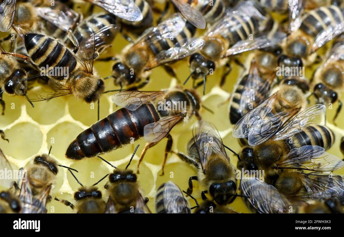 Berlin, Germany. 11th May, 2021. Bees from a bee colony with a queen ...