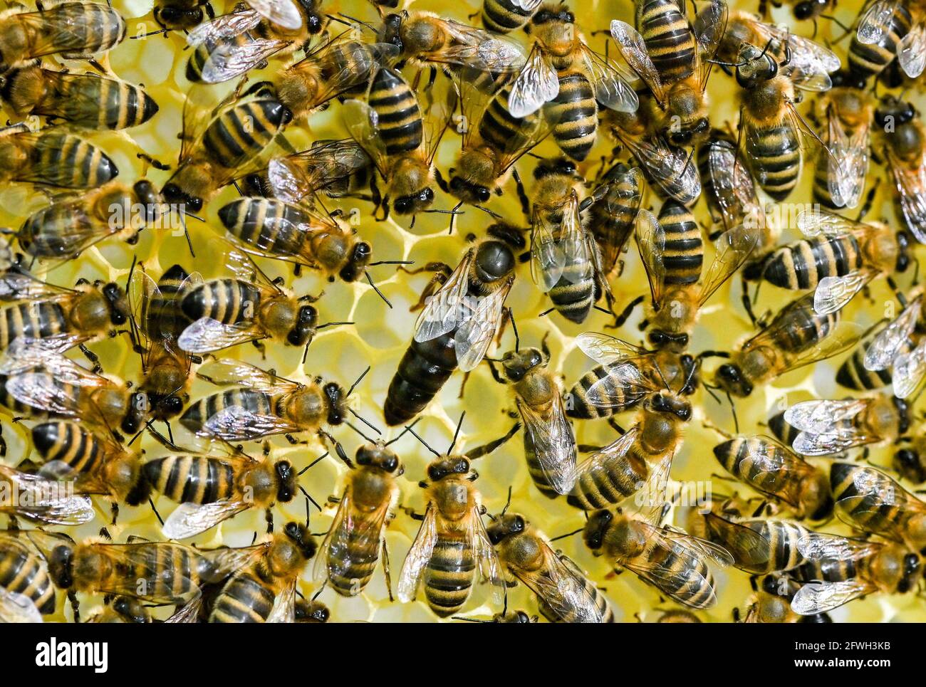 Berlin, Germany. 11th May, 2021. Bees from a bee colony with a queen ...