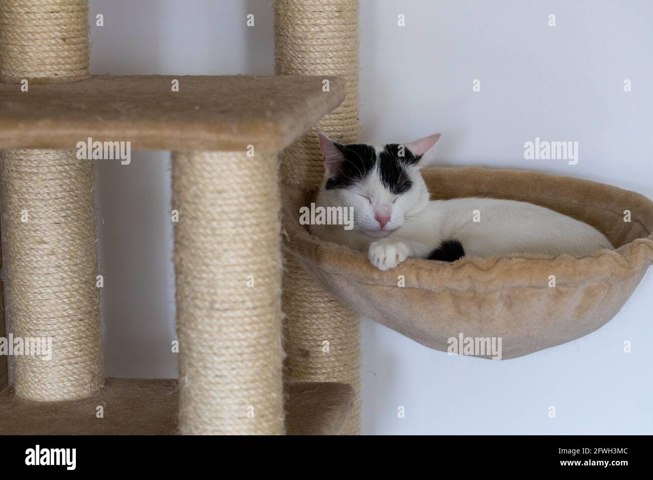 A cat sleeping on a scratching post Stock Photo - Alamy