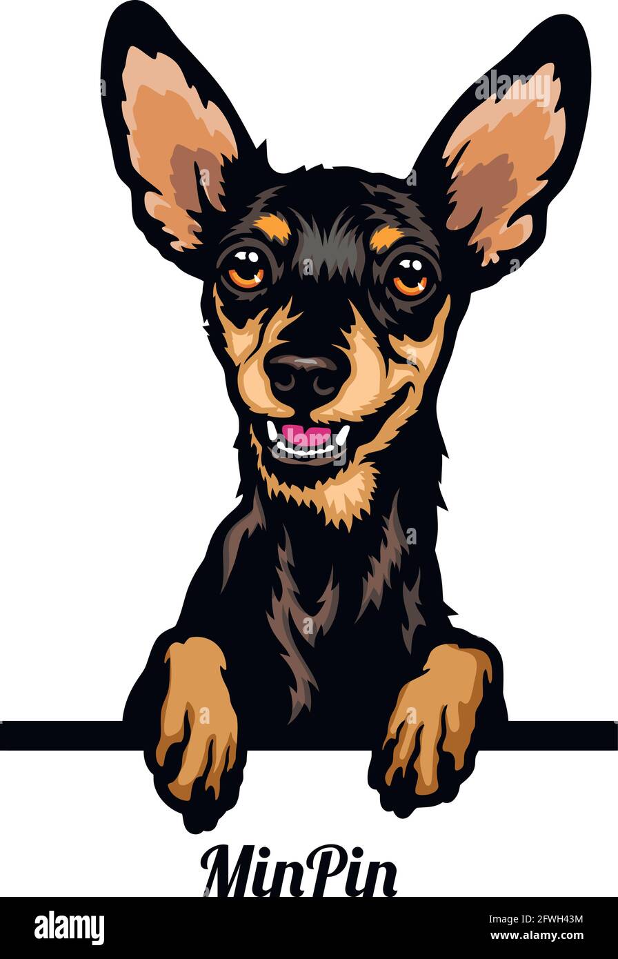 Miniature Pinscher - dog breed. Color image of a dogs head isolated on ...