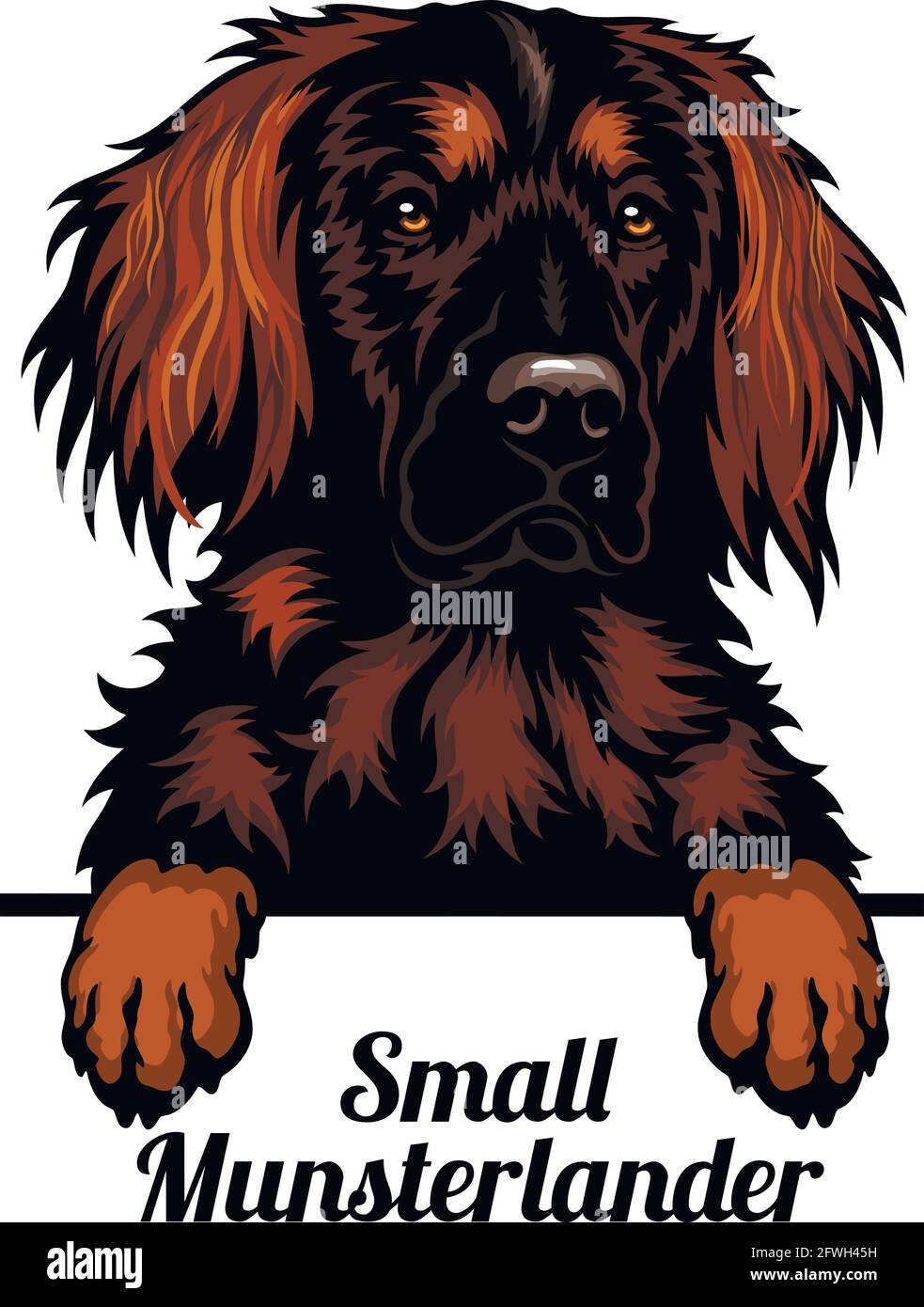 Small Munsterlander - dog breed. Color image of a dogs head isolated on ...