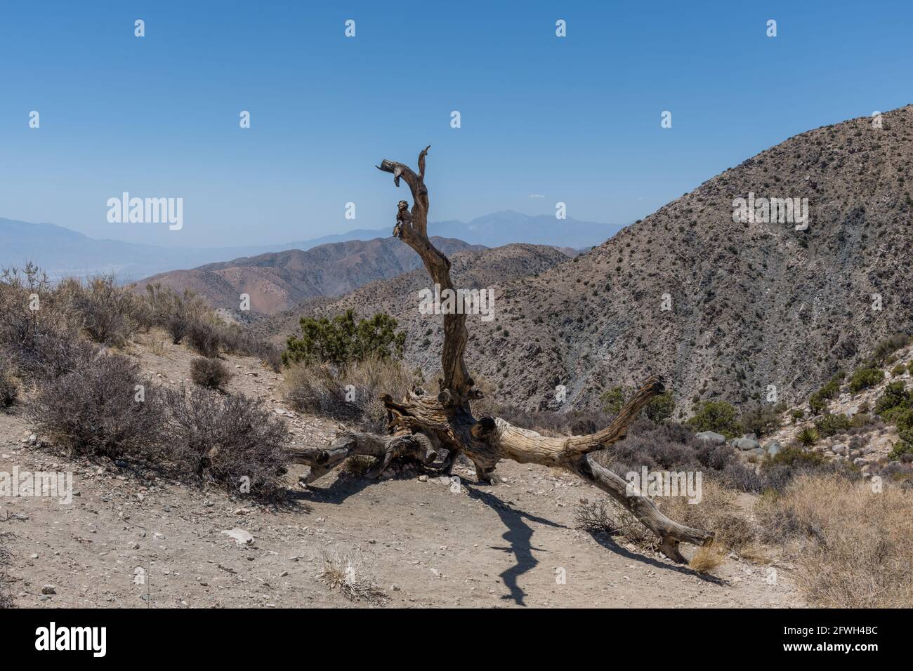 Scenic dead tree at the Joshua Tree National Park, Southern California ...