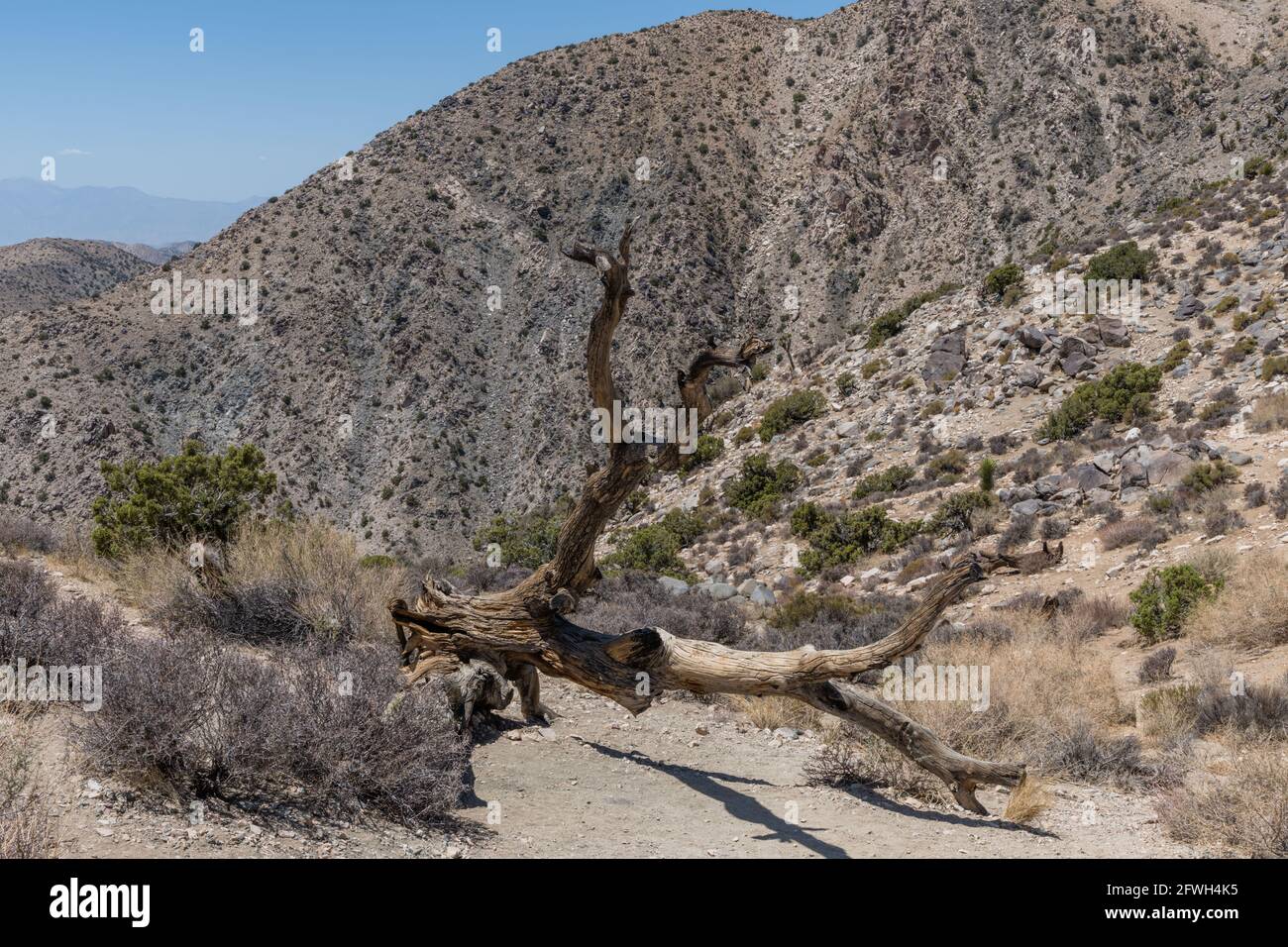 Scenic dead tree at the Joshua Tree National Park, Southern California ...