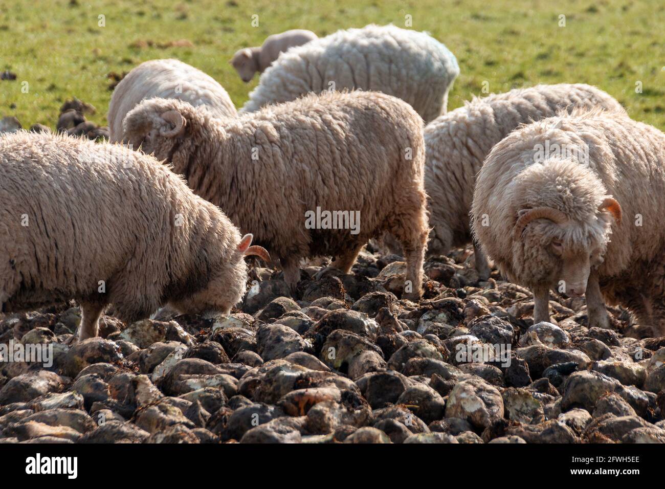Leftover grass hi-res stock photography and images - Alamy