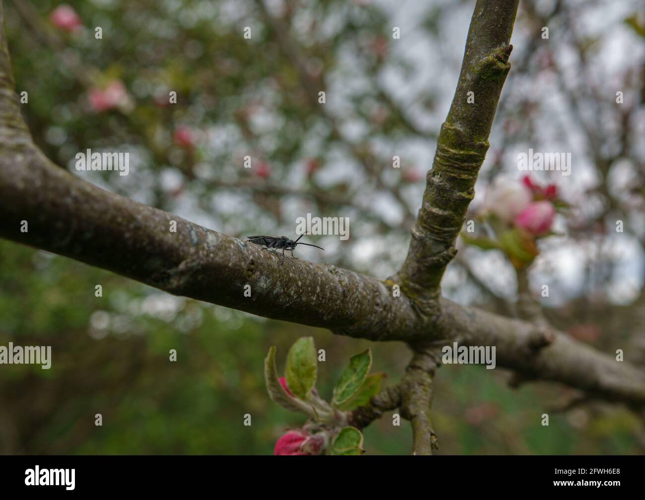 St marks fly hi-res stock photography and images - Alamy