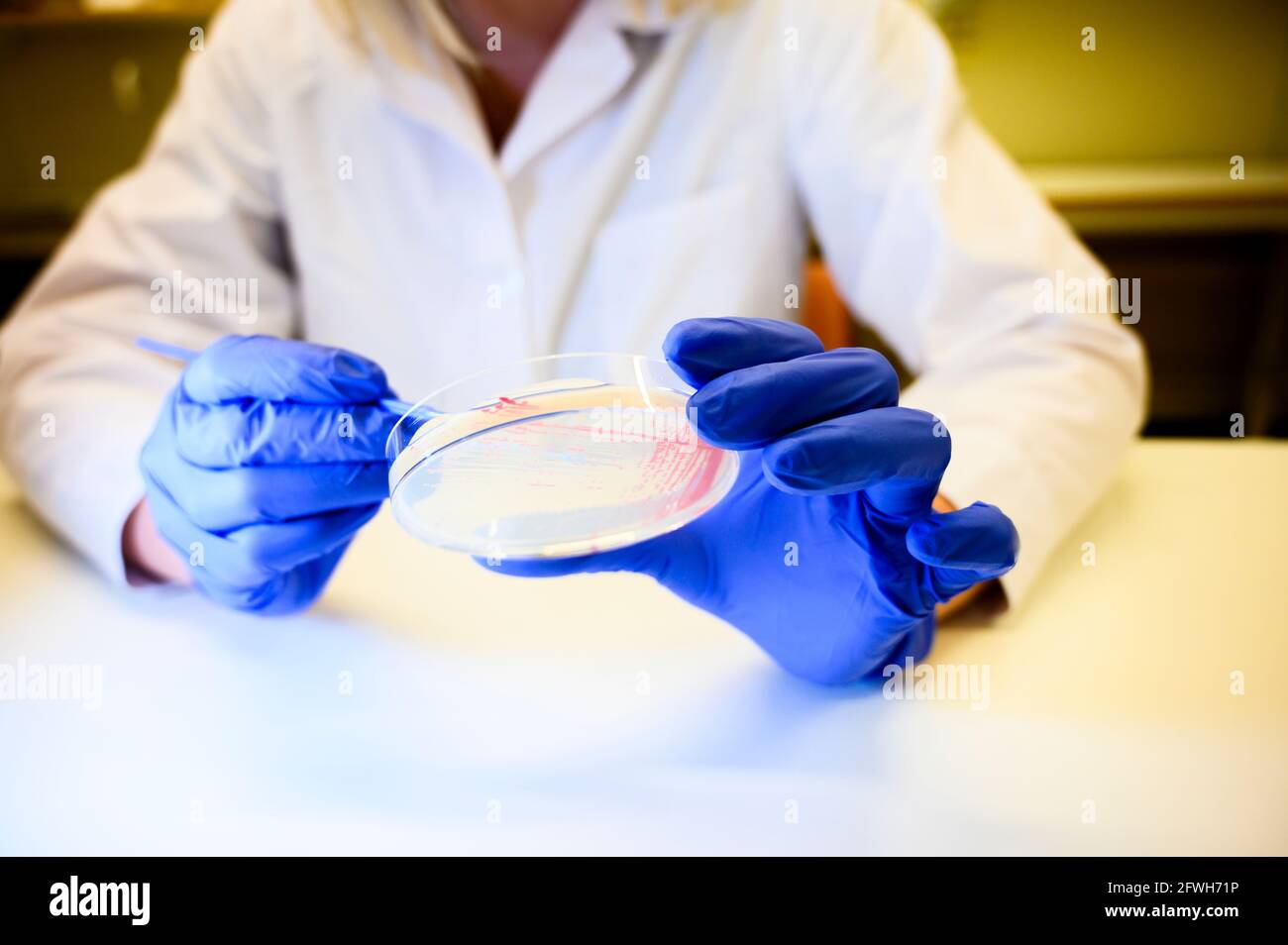 Petri plate hi-res stock photography and images - Alamy