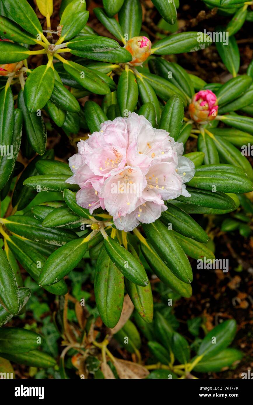 Flowers trusses of a Rhododendron bow bells plant variety, a hybrid of ...