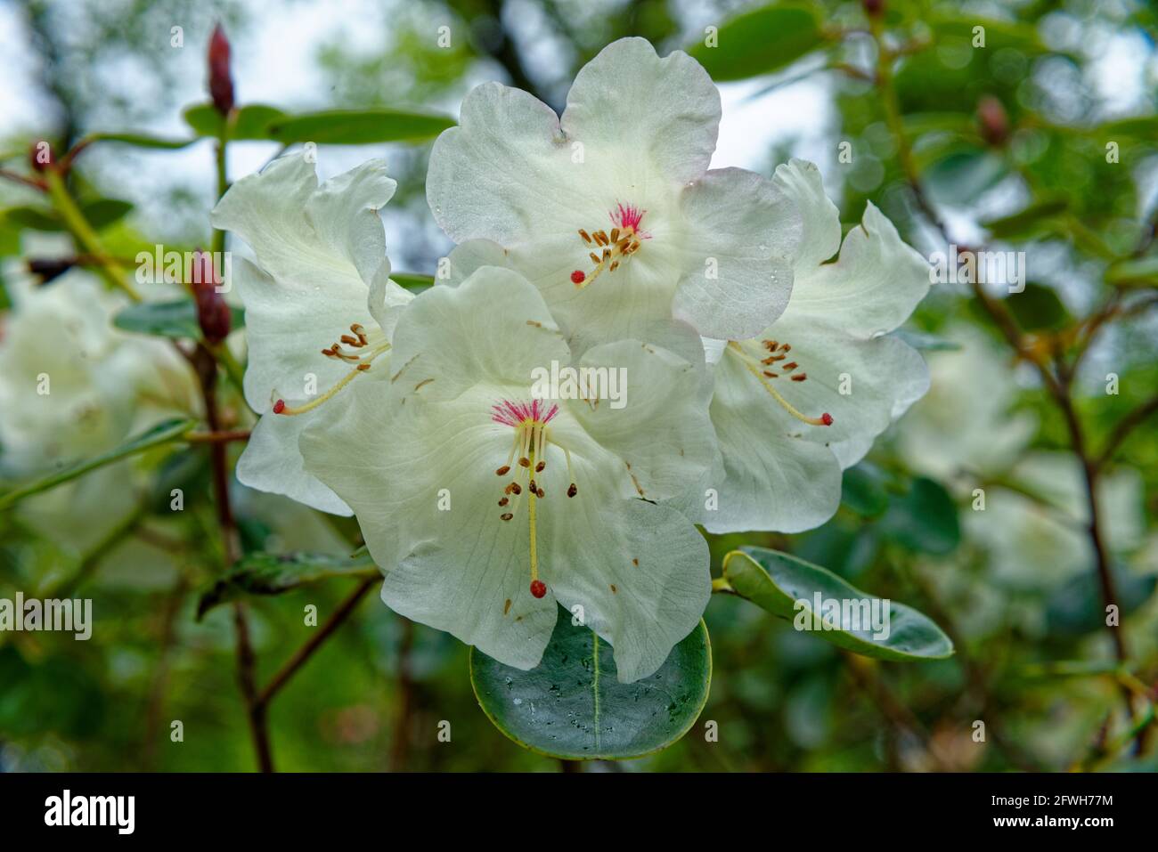 Flowers trusses of a Rhododendron bow bells plant variety, a hybrid of ...
