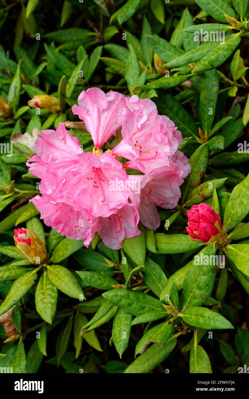 Flowers trusses of a Rhododendron bow bells plant variety, a hybrid of ...
