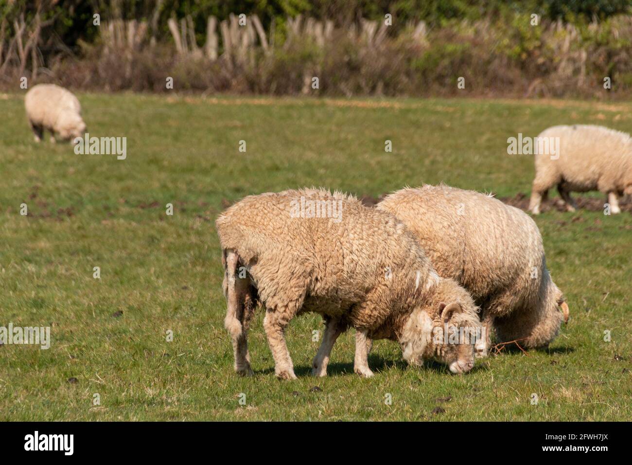 Sheep with grass texture hi-res stock photography and images - Alamy