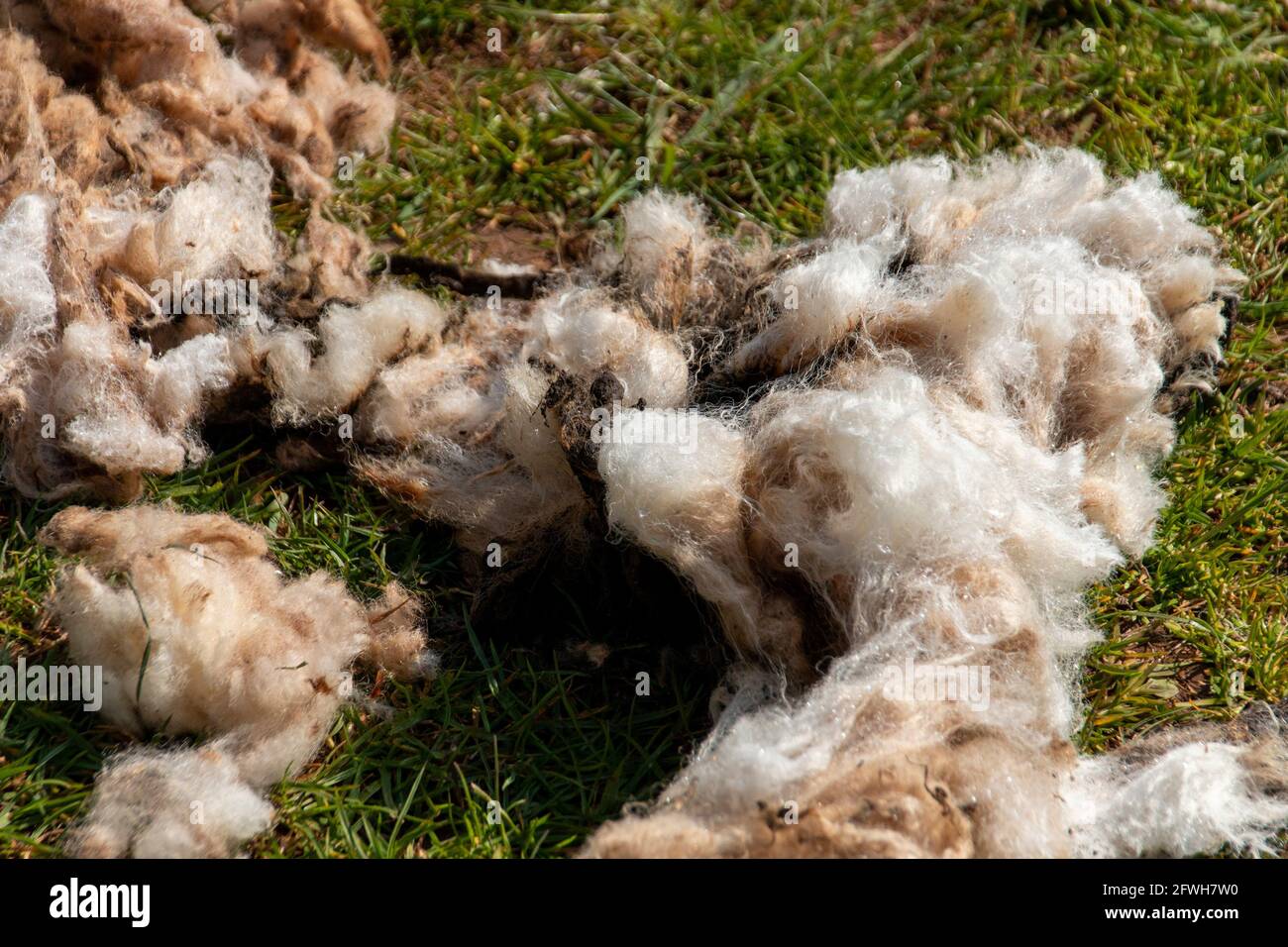 A close up view of sheeps wool that has been sheered and left in a open ...