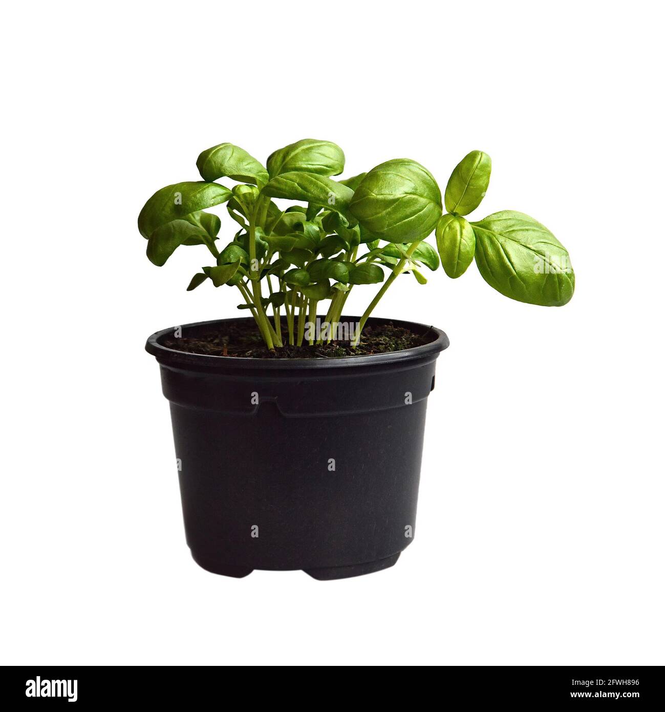 Fresh basil in pot isolated on white background Stock Photo - Alamy