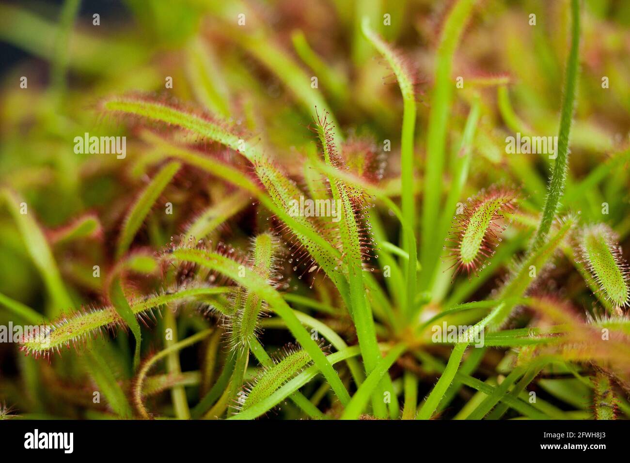 Cape Sundew (Drosera capensis), carnivorous plant Stock Photo - Alamy