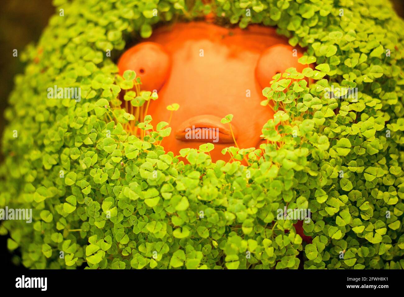 Chia plant in pot hi-res stock photography and images - Alamy