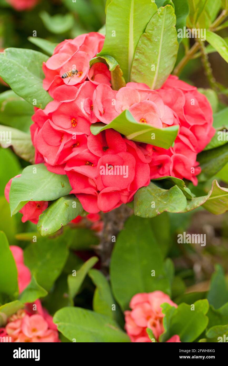 Christ thorn hi-res stock photography and images - Alamy