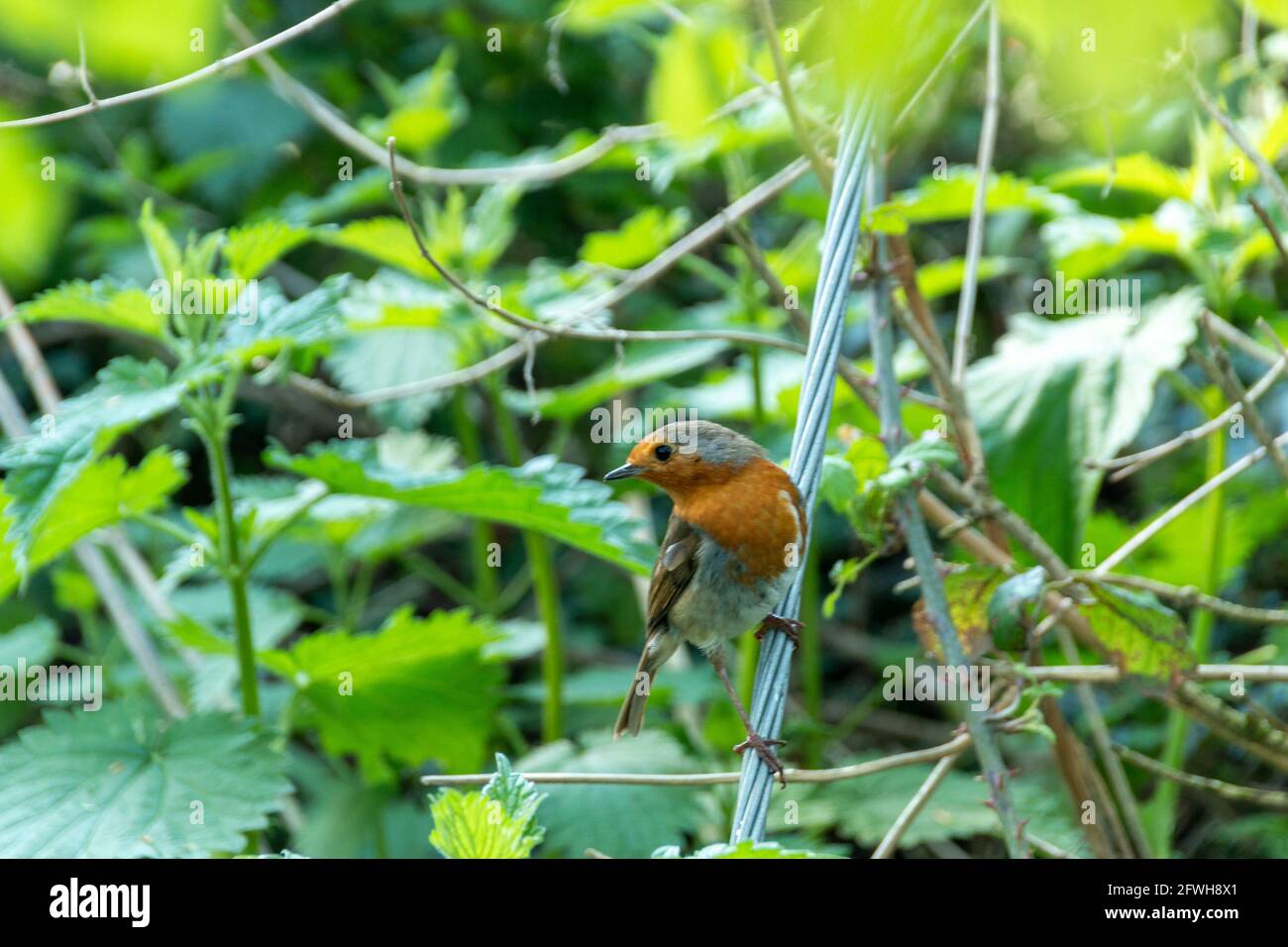 Robin up close in an urban park hi-res stock photography and images - Alamy