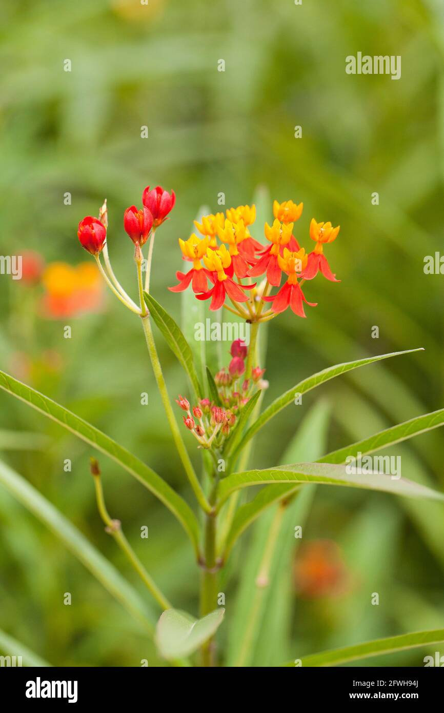 Tropical milkweed flowers (Asclepias curassavica) aka bloodflower ...