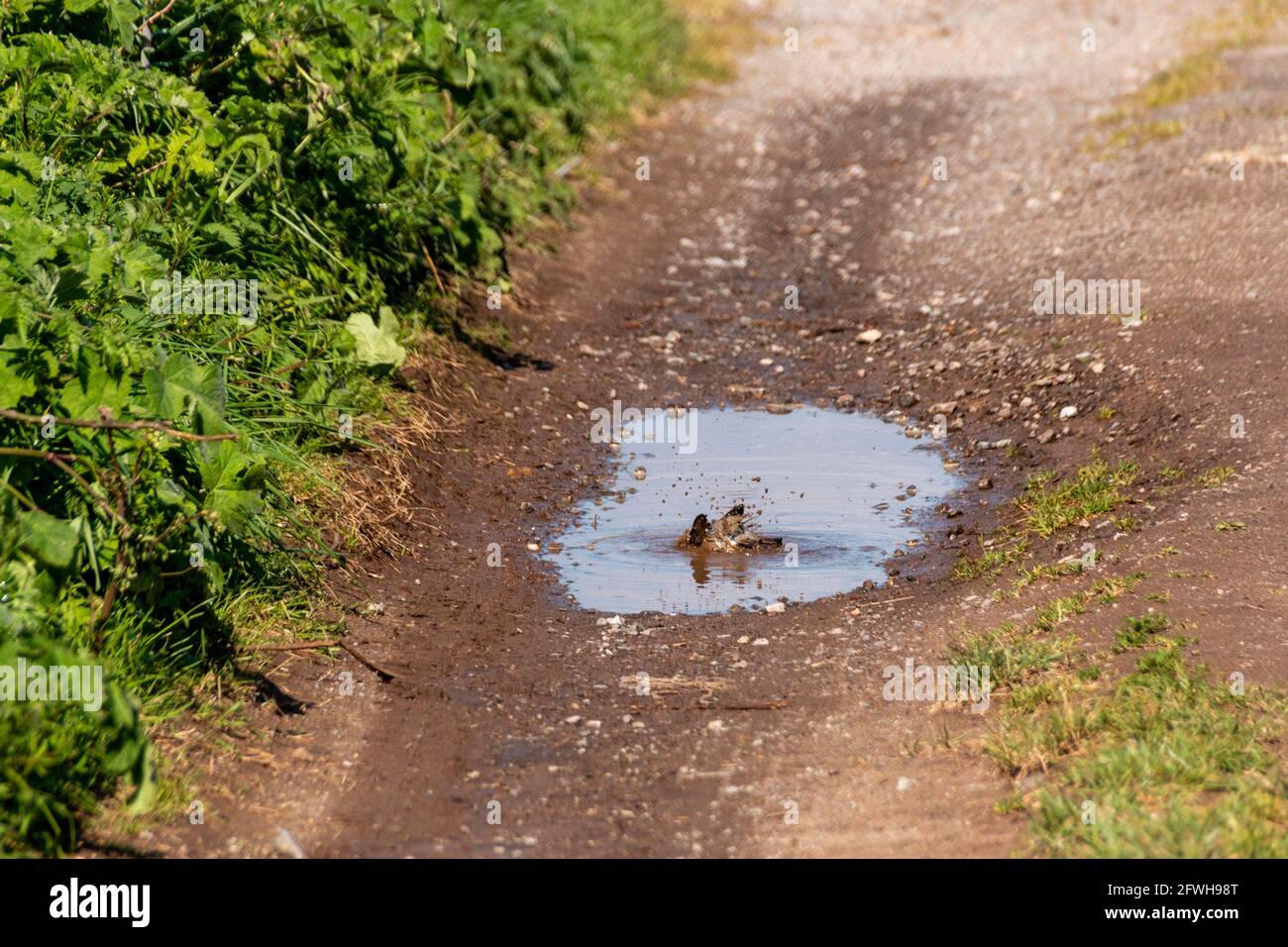 A close up view of a swollow bathing in a dirt puddle on the side of a ...