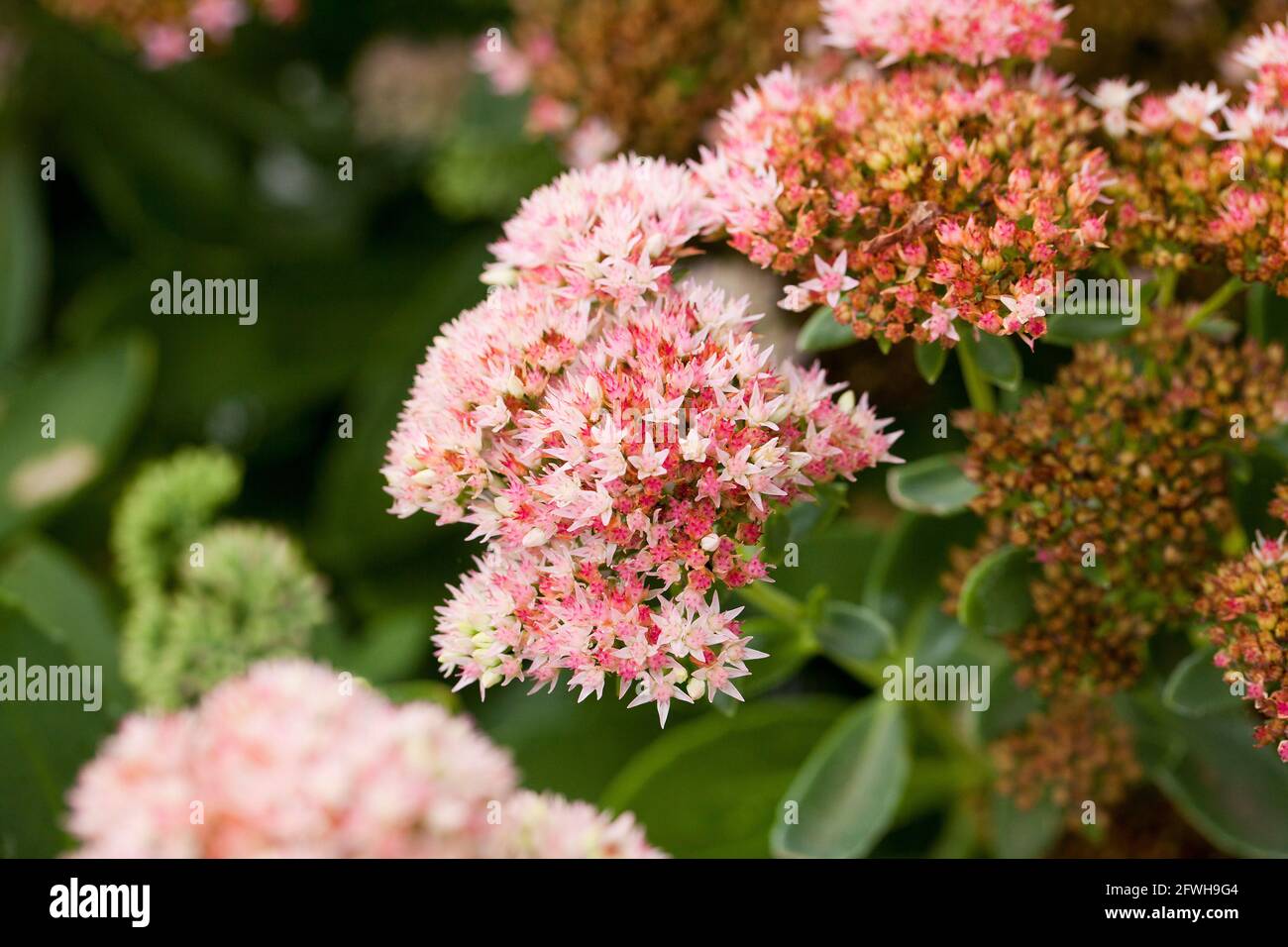 Autumn Fire Sedum flower (Sedum spectabile) - USA Stock Photo - Alamy