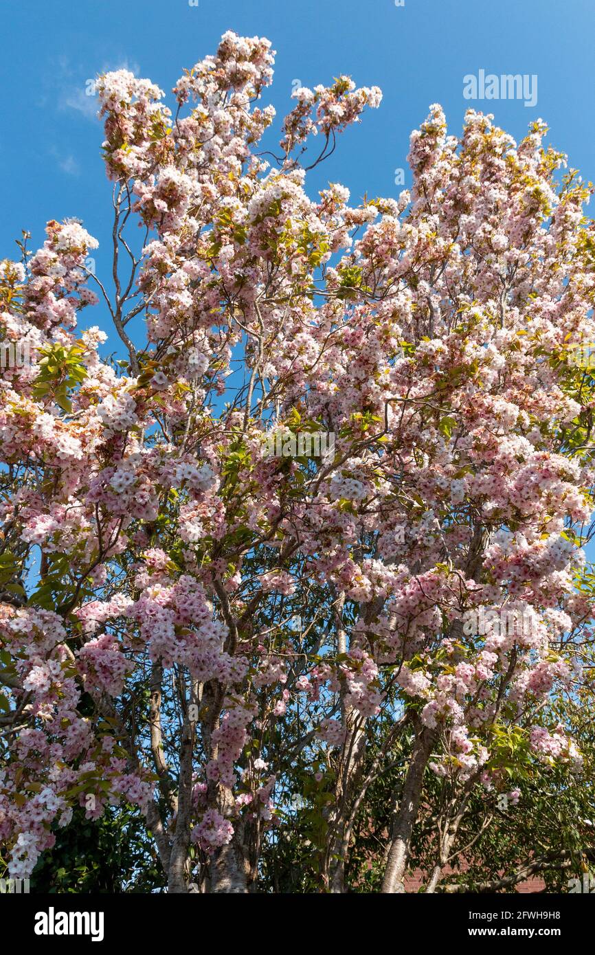 A close up view of the flowers of a japanese cherry or prunus serrulate ...