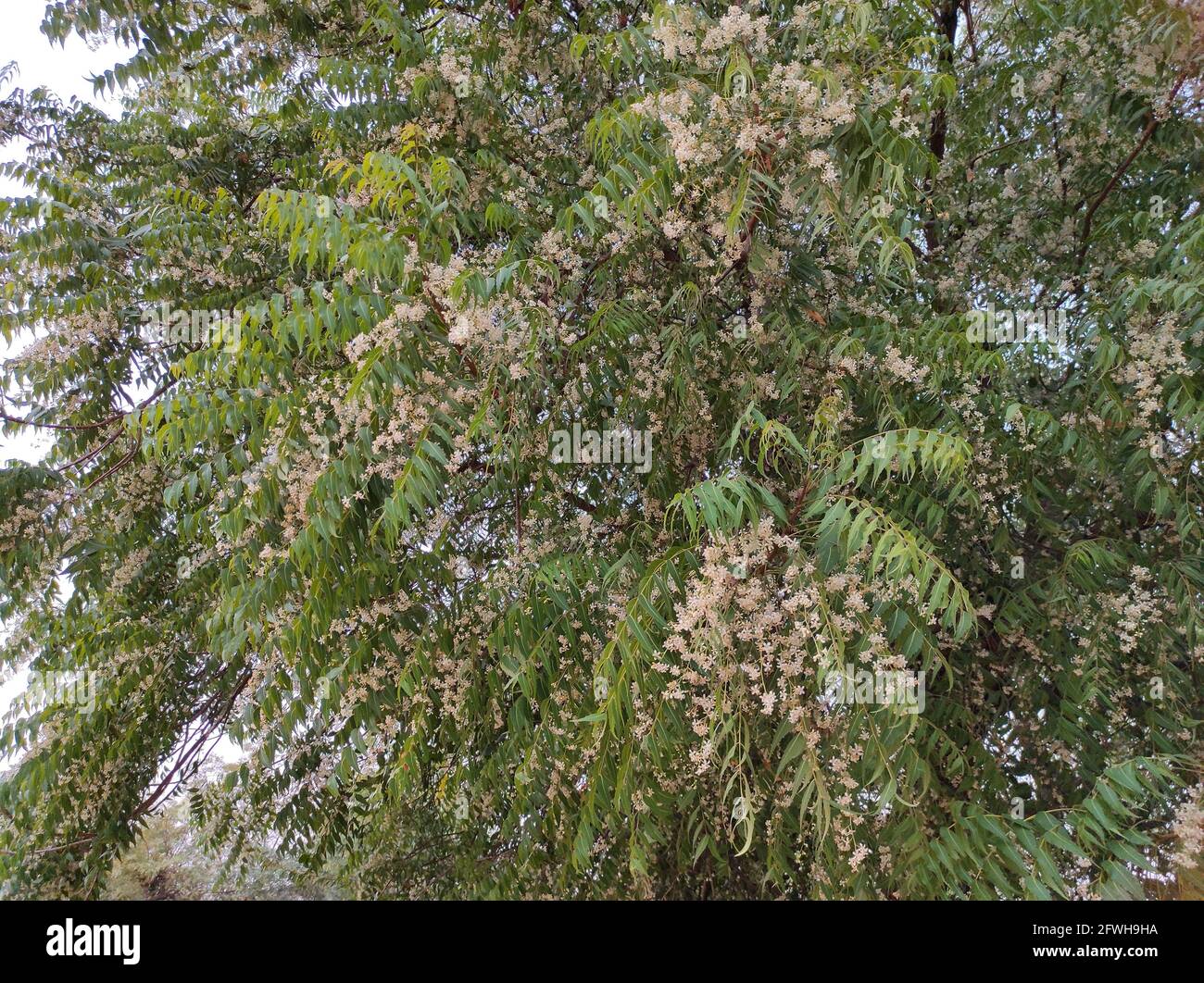 Blooming black locust acacia tree hi-res stock photography and images ...