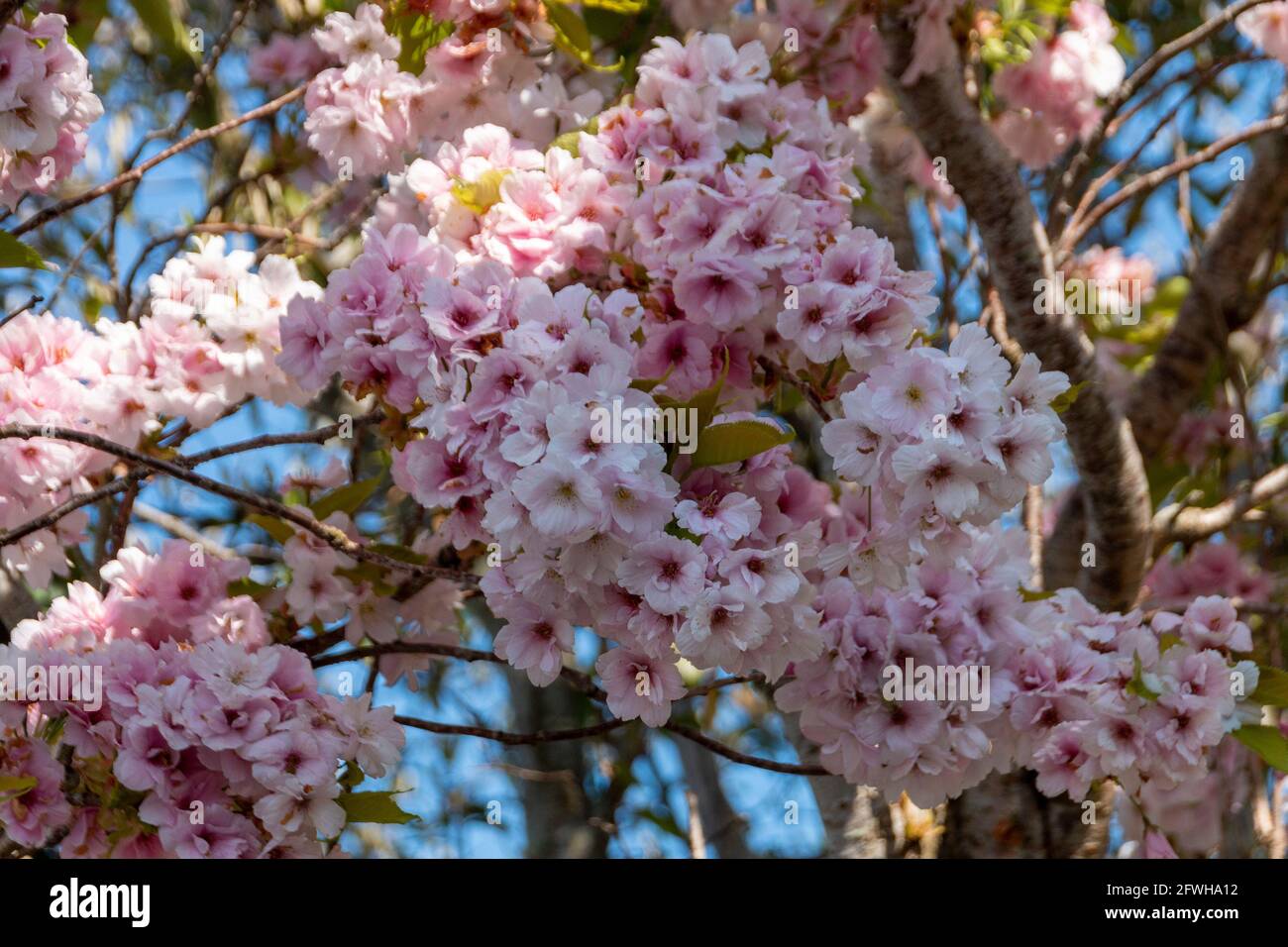 A close up view of the flowers of a japanese cherry or prunus serrulate ...