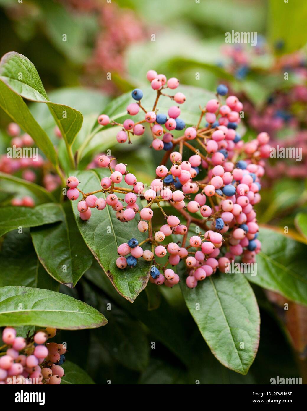 Possumhaw berries (Viburnum nudum) - USA Stock Photo - Alamy