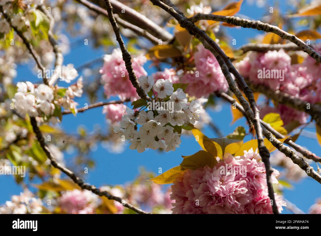 A close up view of the flowers of a japanese cherry or prunus serrulate ...