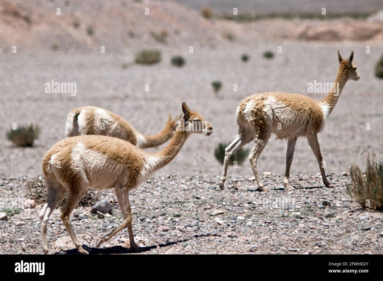 Vicuña (Vicugna) in the desert of northern Argentina, Jujuy Stock Photo ...