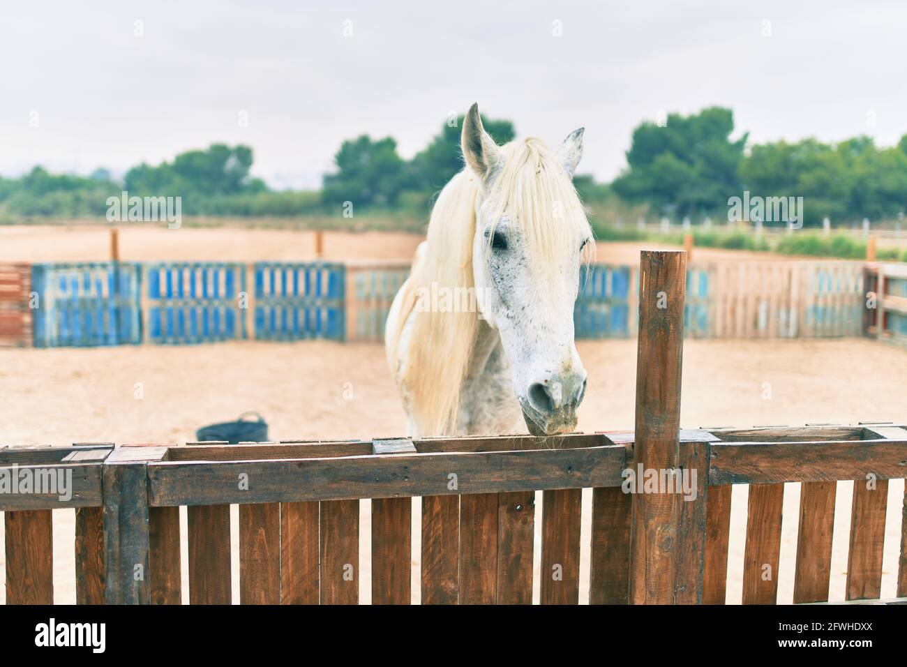 Adorable horse at the farm Stock Photo - Alamy