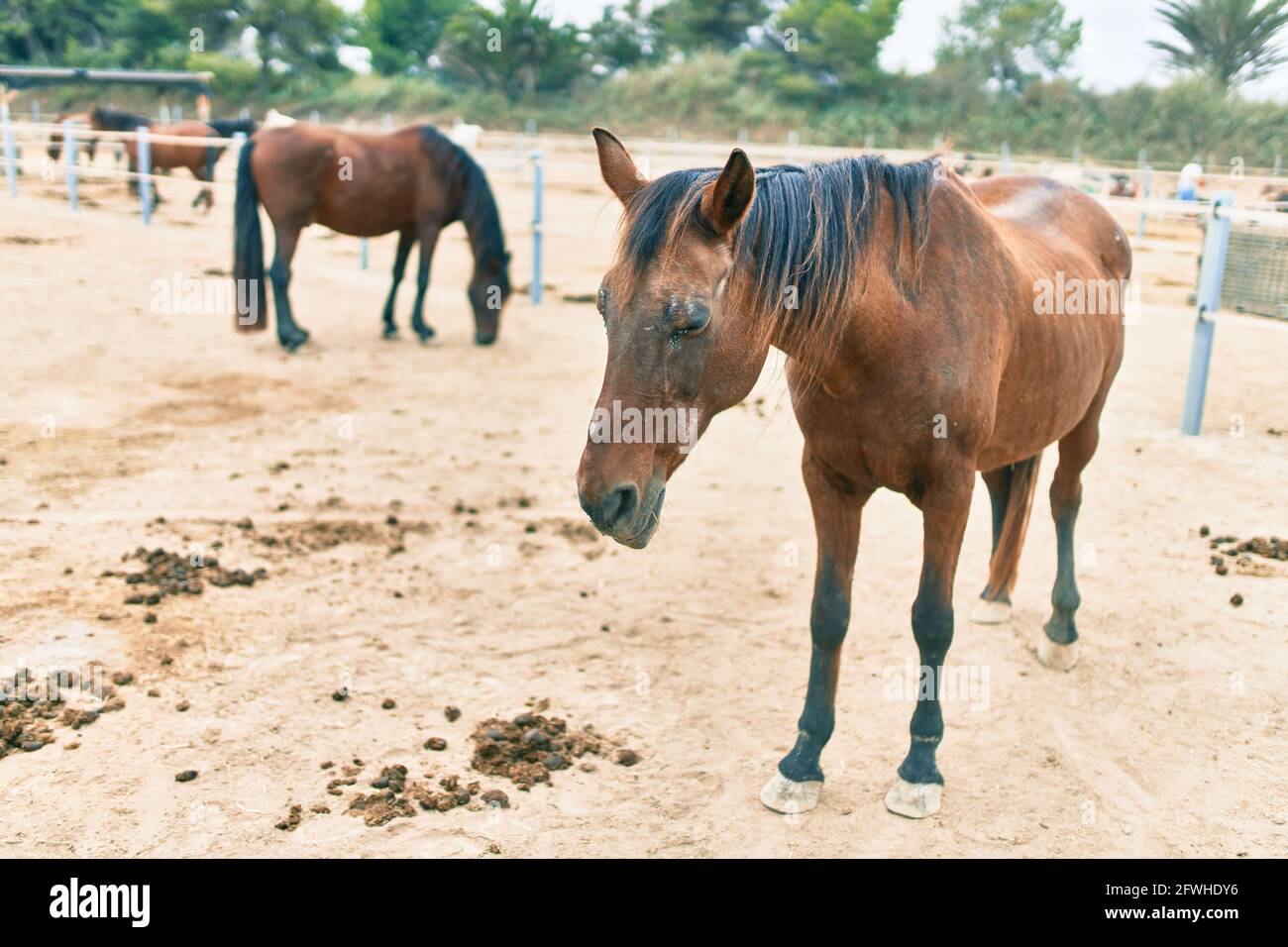 Adorable horse at the farm Stock Photo - Alamy