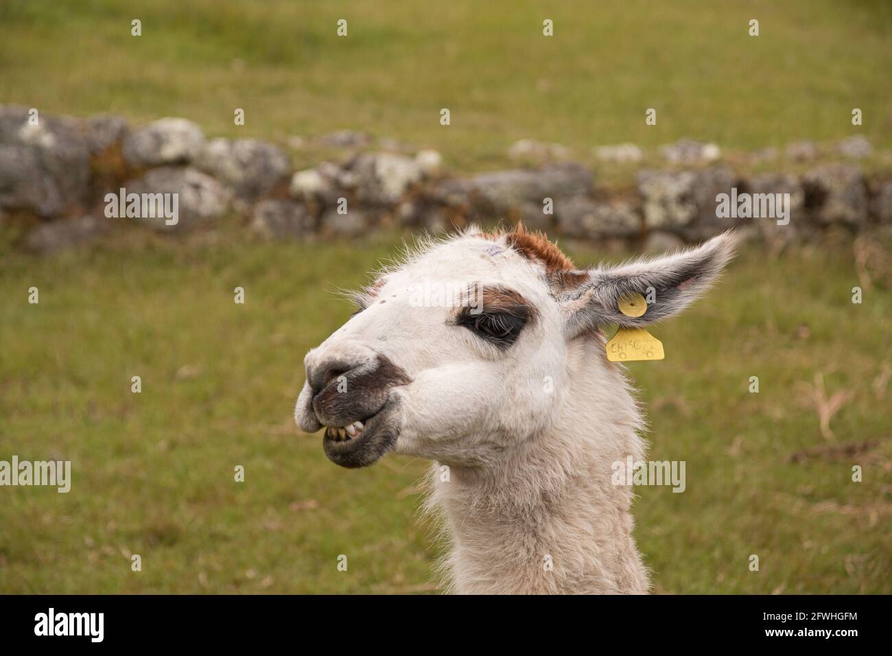 Cusco alpaca close up Stock Photo - Alamy