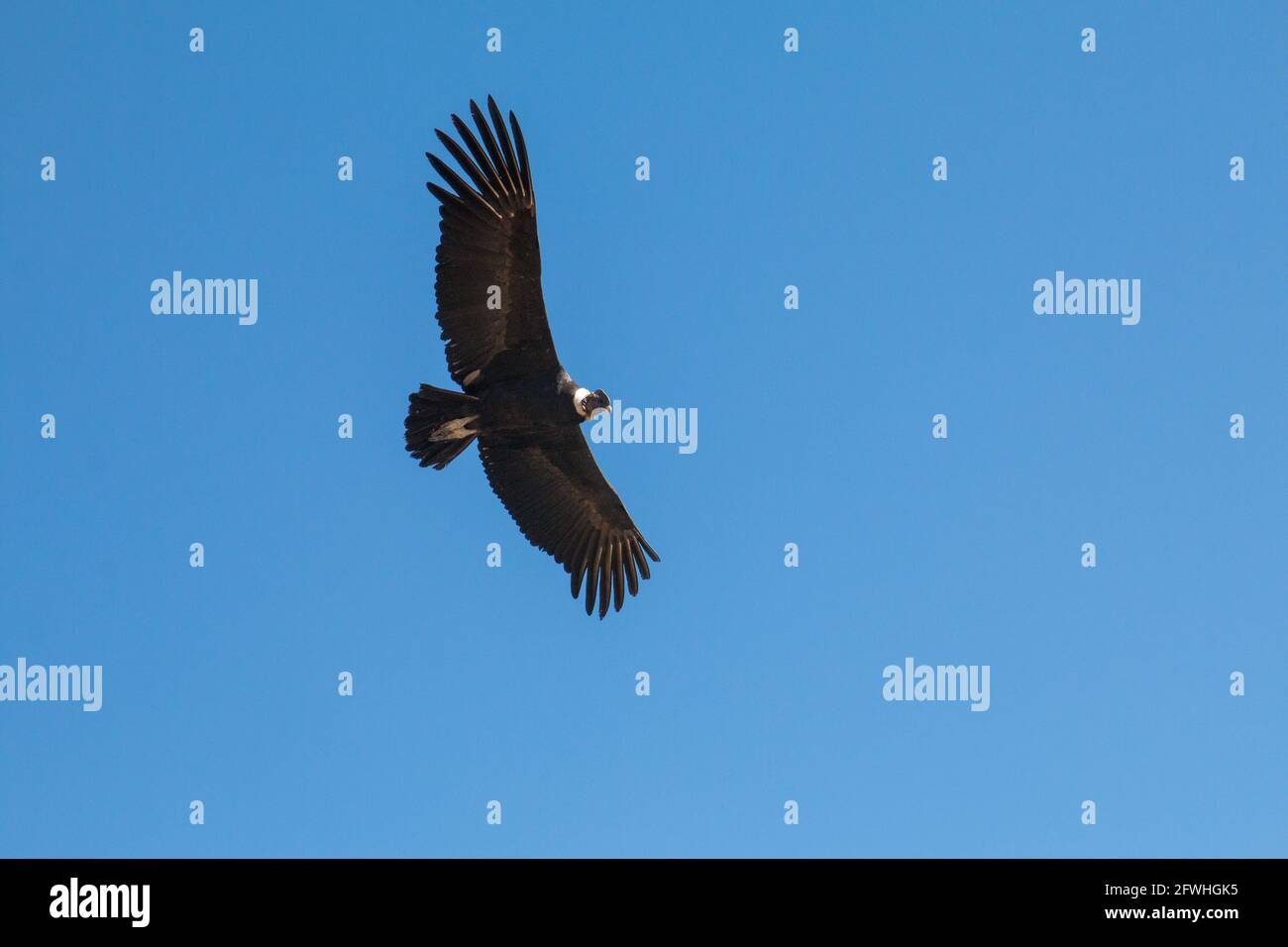Anden condor hi-res stock photography and images - Alamy