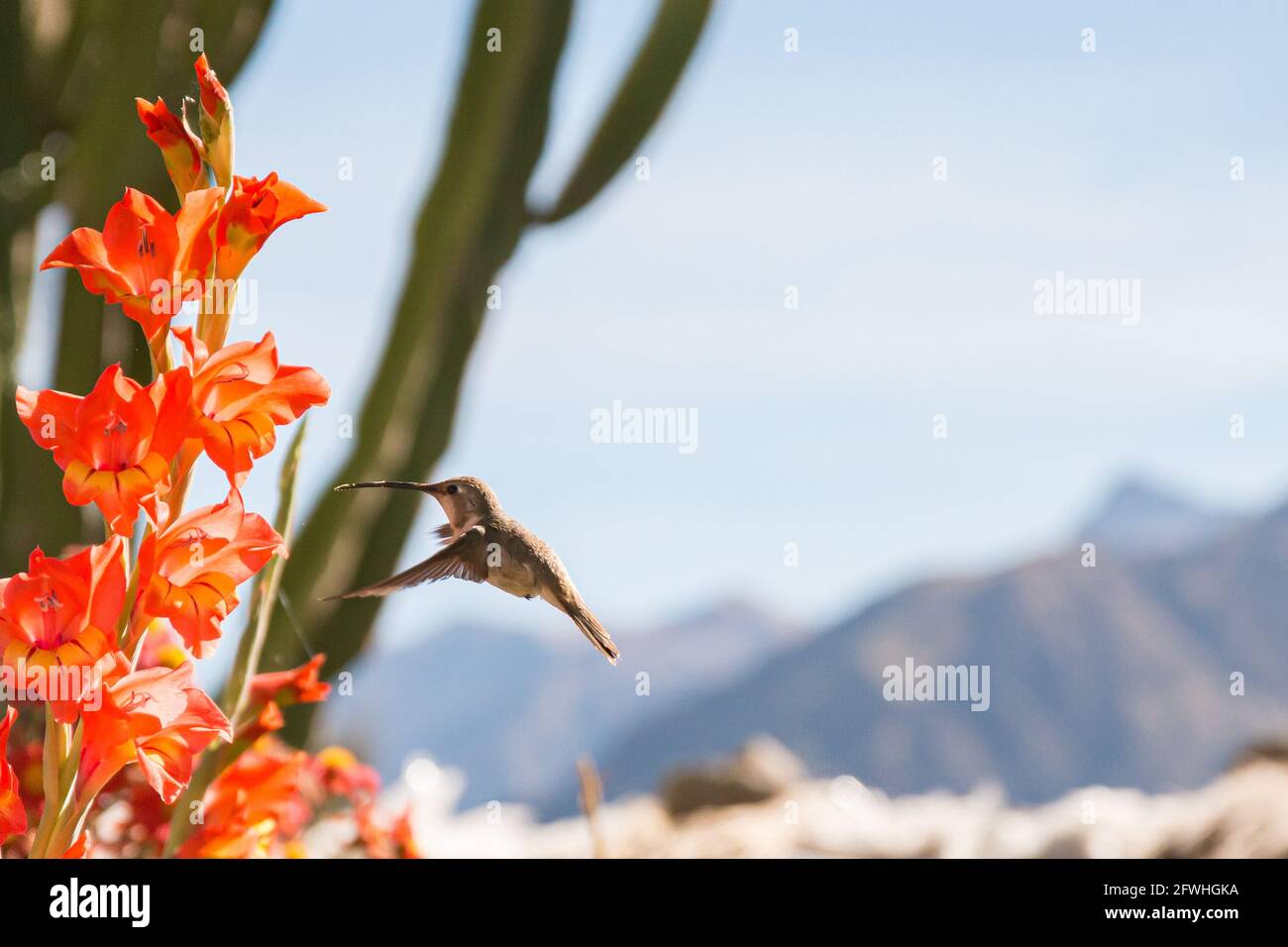 Colibri peru hi-res stock photography and images - Alamy