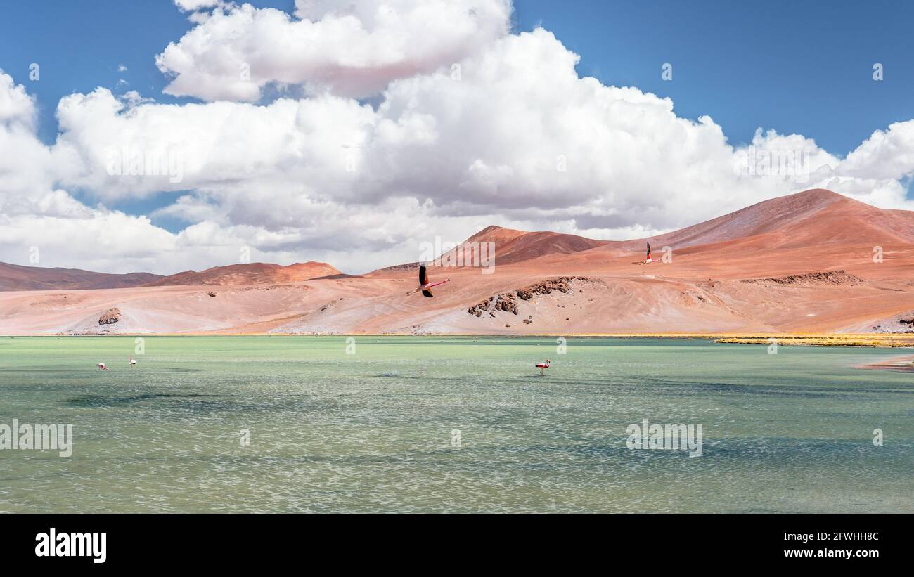 Beautiful pink flamingo flying over the surface of Laguna Santa Rosa in ...