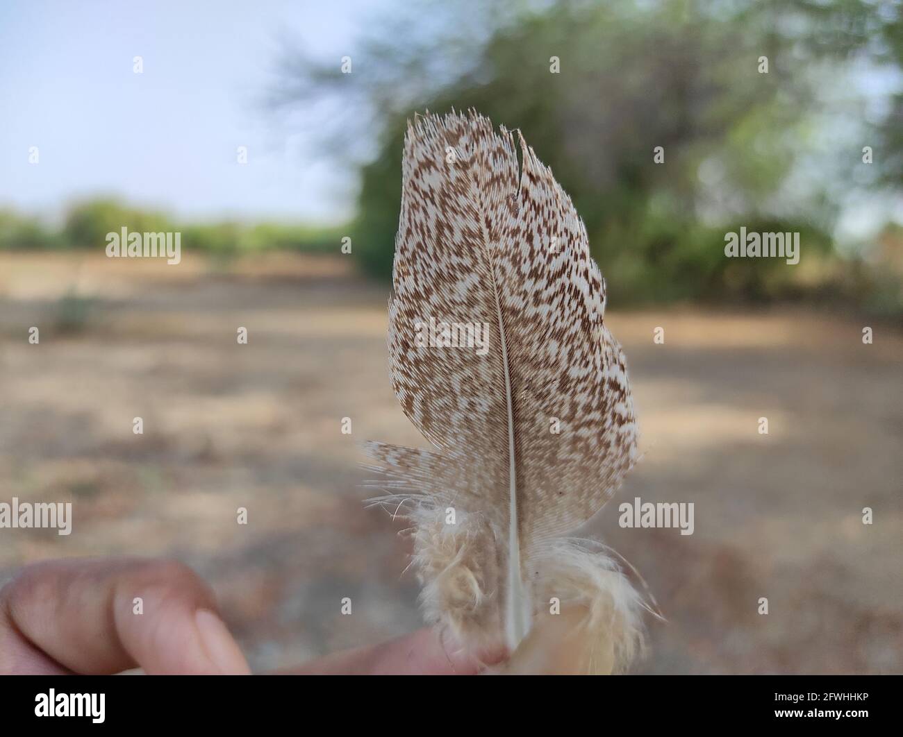 Single bird feather with brown spots in the blurred background Stock ...