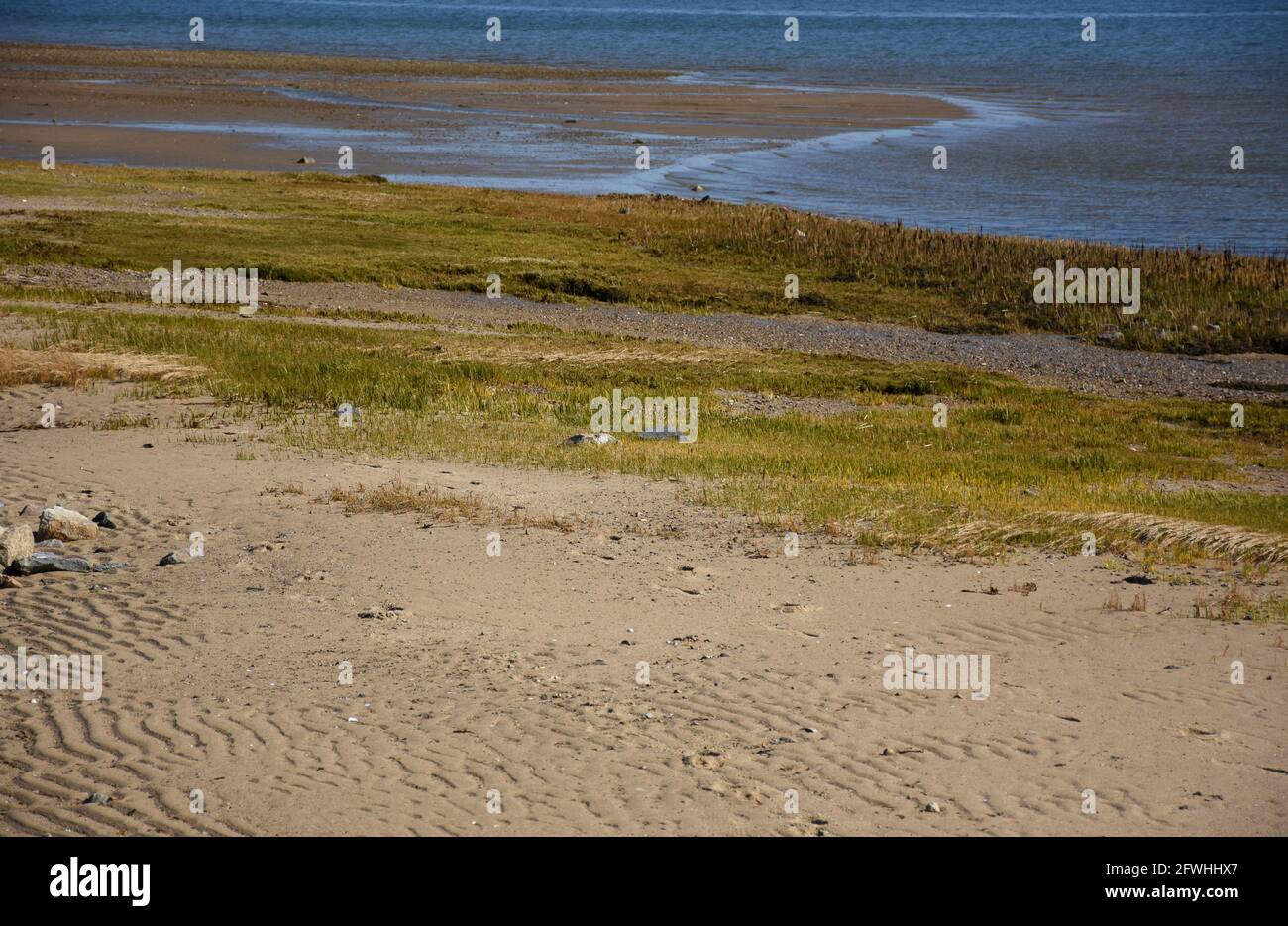 Saltwater marsh grass growing on a sand beach Stock Photo - Alamy