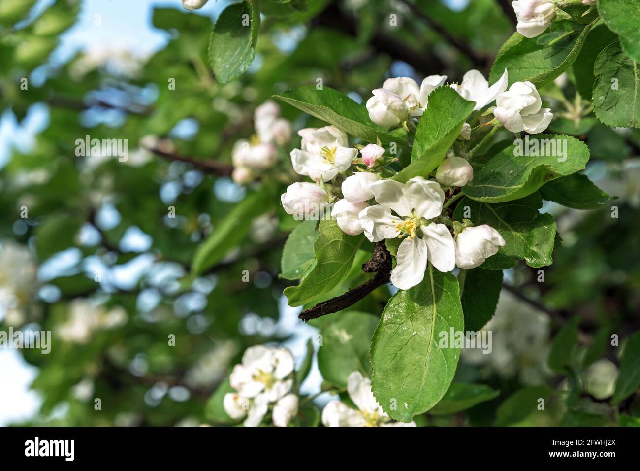 White flowers of the apple tree. Blooming apple tree. Apple blossom ...