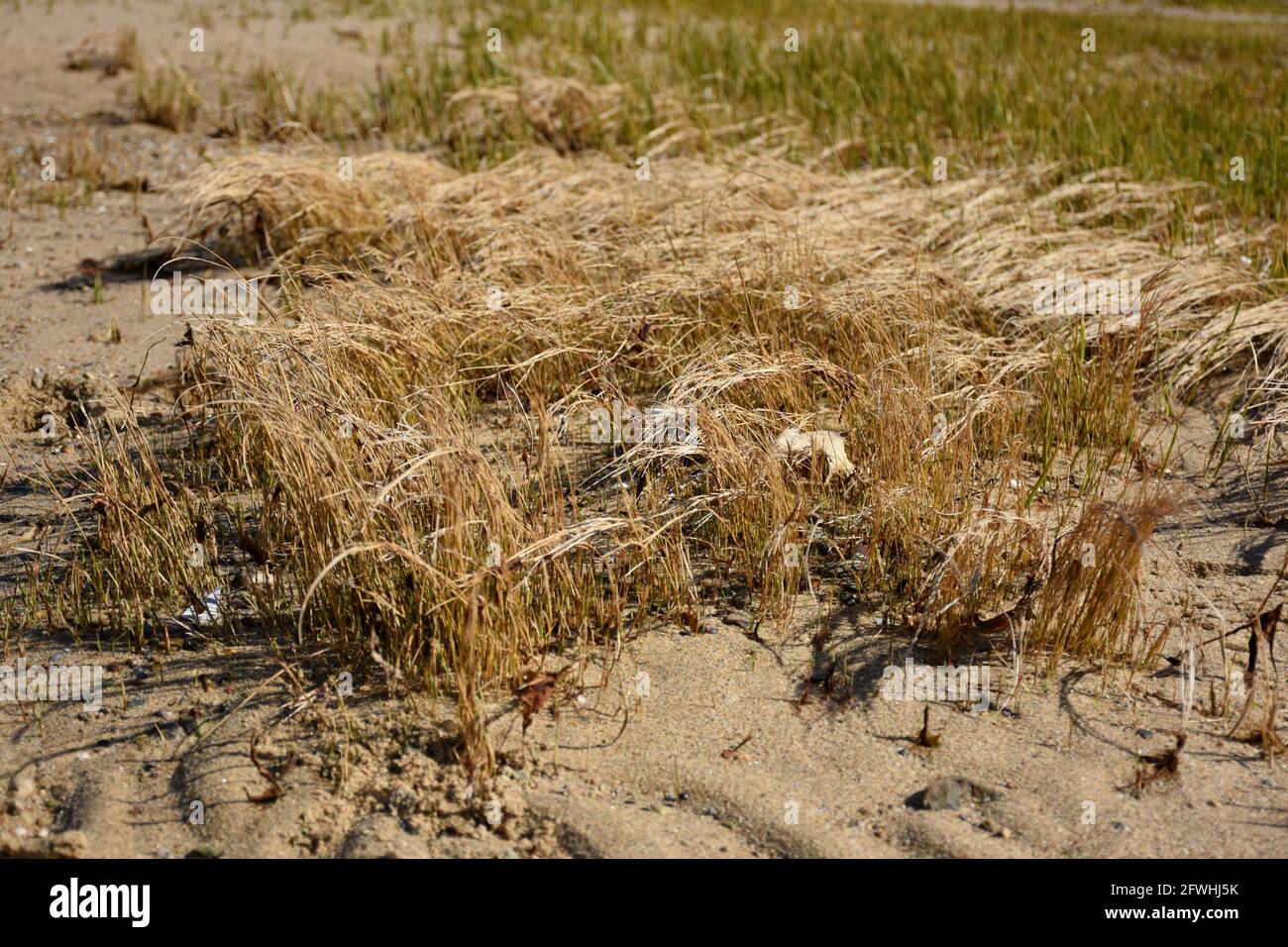 Saltwater marsh grass growing on a sandy beach Stock Photo - Alamy