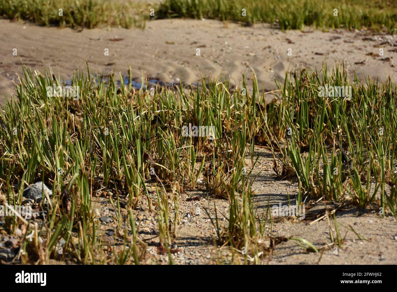 Wild green marsh grass growing on a sand beach Stock Photo - Alamy