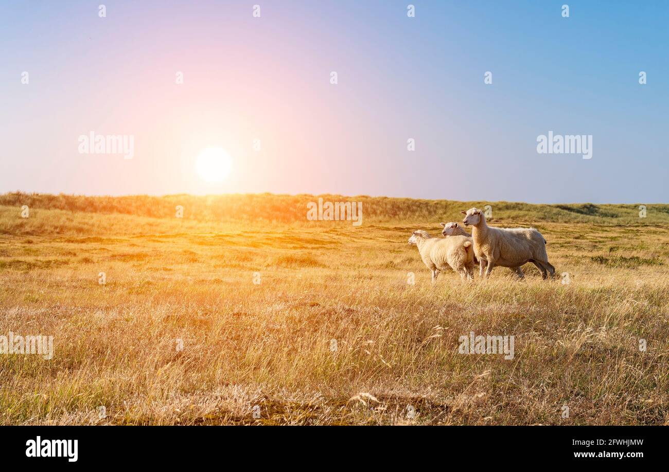 Sheep in warm evening light against clear sky Stock Photo - Alamy