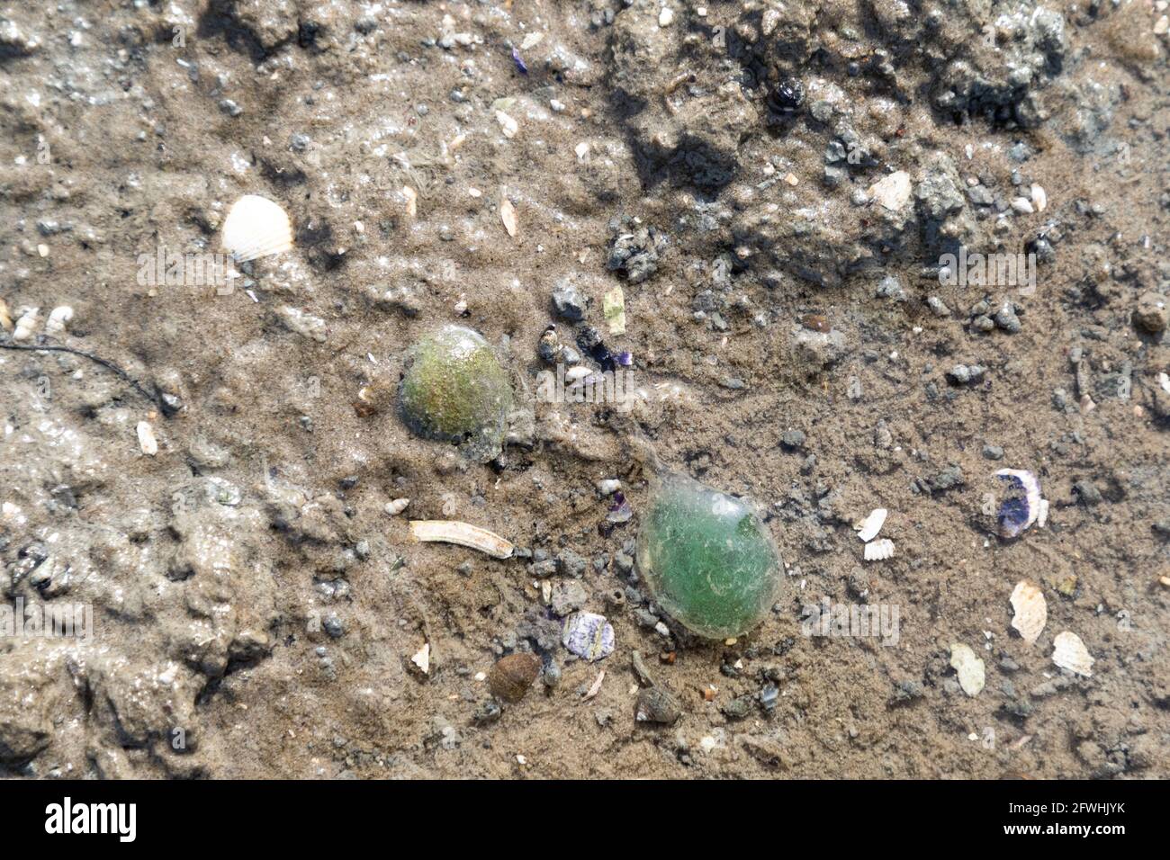 Phyllodoce mucosa hi-res stock photography and images - Alamy