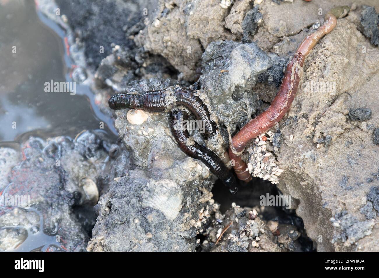 Three lugworms in the mud flats Stock Photo - Alamy