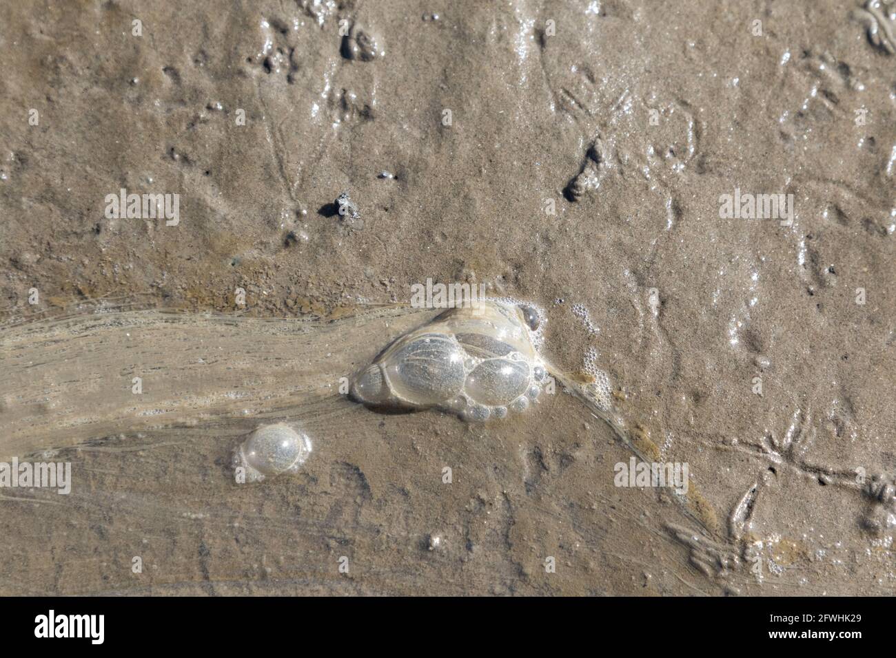 Foam, streaks, bubbles and bird tracks on the brown mud flats Stock ...