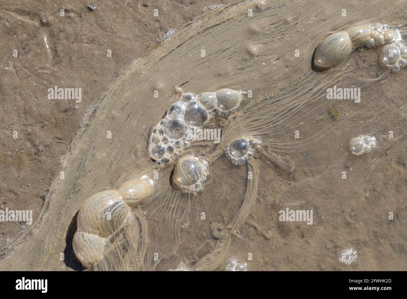 Foam, streaks and bubbles on the brown mud flats Stock Photo - Alamy
