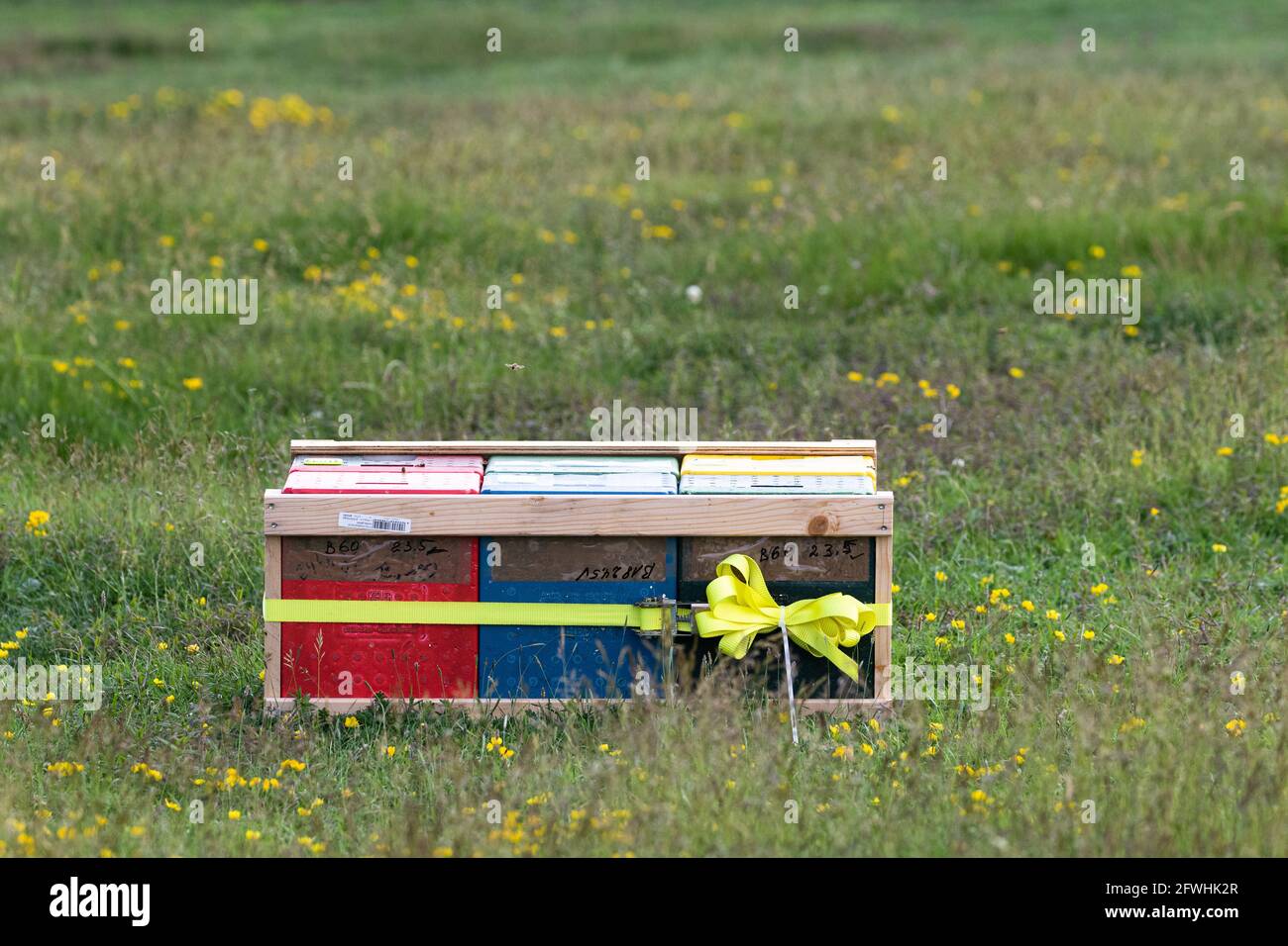 Beehive flower hi-res stock photography and images - Alamy