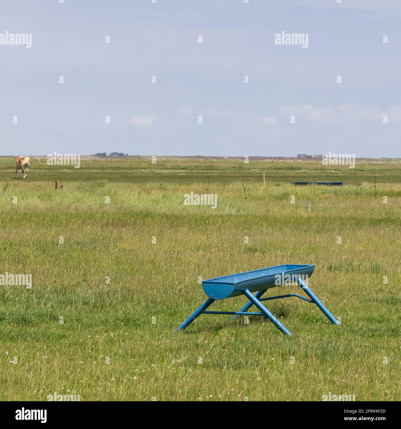 Blue cattle trough on a green meadow with cow Stock Photo - Alamy